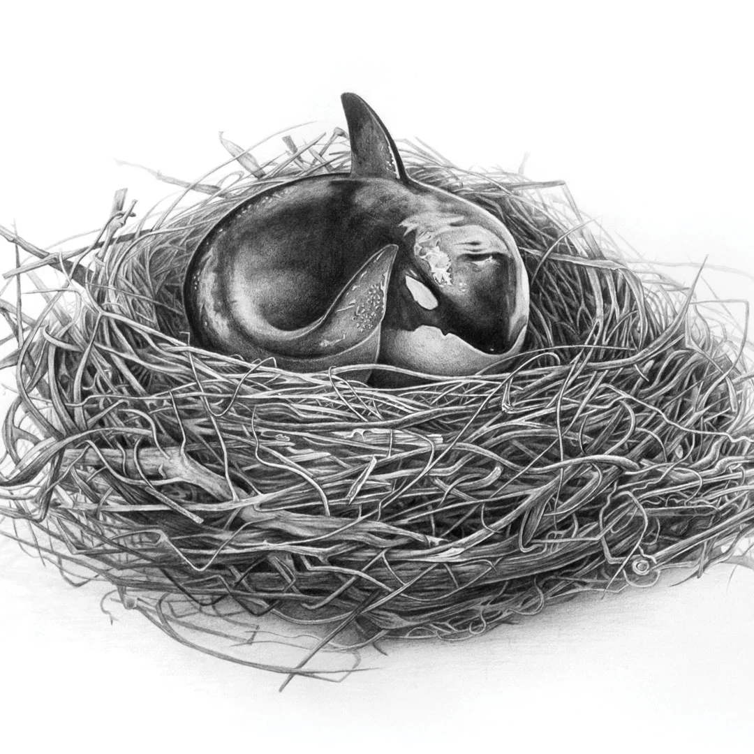 The Plight of the Homeless Orca | Julinu (Julian Mallia)